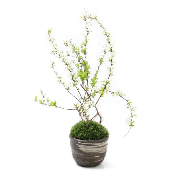 観葉植物　_gardening　ガーデニング　山野草　縁起樹　縁起木　植物　植物生体　ガーデニング生体　お正月　育て方　育成方法　栽培方法　opa2_delete　Ｐｉｃｅａ　ｇｌｅｈｎｉｉ　テシオマツ　シコタンマツ　盆栽　ボンサイ　マツ科...