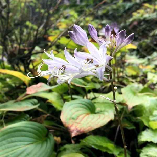 kotenplant　_gardening　ビオトープ　ガーデニング　水辺植物　その他水辺植物　両爬向き植物　山野草　植物生体　ガーデニング生体　育て方　育成方法　栽培方法　いわぎぼうし　ギボウシ　キジカクシ科　ギボウシ属　ホスタ属　ホスタ...