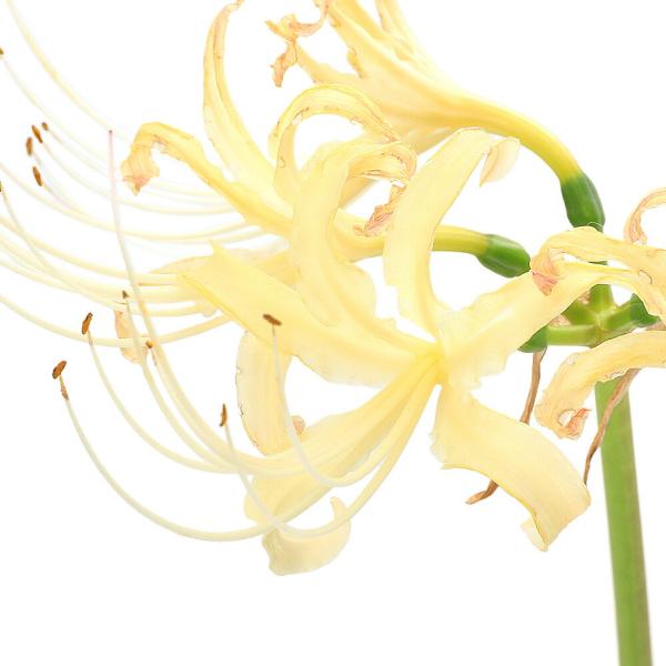 _gardening　山野草　苗　球根　彼岸花　マンジュシャゲ　死人花　地獄花　幽霊花　剃刀花　狐花　捨子花　Ｌｙｃｏｒｉｓ　ａｌｂｉｆｌｏｒａ　リコリスアルビフローラ　植物　植物生体　ガーデニング生体　育て方　育成方法　栽培方法　白花　シ...