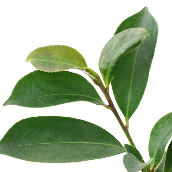 観葉植物　園芸　ガーデニング　苗　洋　植物　植物生体　ガーデニング生体　_gardening　育て方　山野草　山草　育成方法　栽培方法　常緑高木　常緑中高木　榊　さかき　神事　神棚　樹木苗　神　ツバキ科　サカキ属　Ｃｌｅｙｅｒａ　ｊｉｐｏｎ...