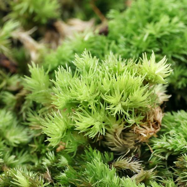 paludariumplants　パルダリウム　テラリウム　PF_SPQ　line2462terarium　_kame　_gardening　コケシリーズ　ガーデニング　観葉植物　苔　all_plants　両爬向き植物　盆栽　ビバリウム　ア...