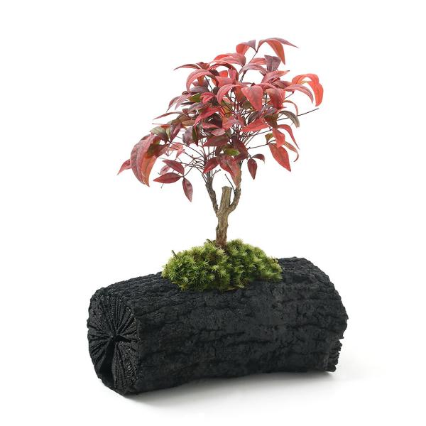 ガーデニング　園芸　花　鉢花　山野草　山野草盆栽　苔盆栽　特殊鉢　高山植物　炭　インテリア　盆栽　テラリウム　苔　コケ　2021zenki　AY　ヤマゴケ　菊炭　クヌギ炭　20201223　炭鉢植え　ホソバオキナゴケ　アラハシラガゴケ　Ｌｅ...