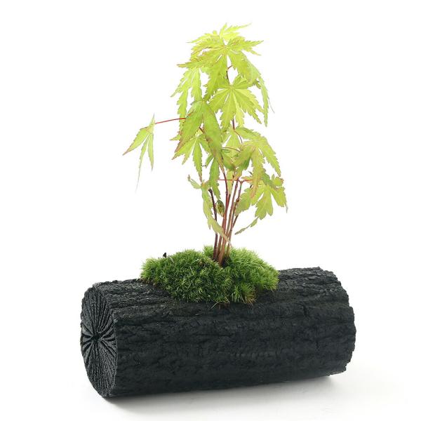 ガーデニング　園芸　花　鉢花　山野草　山野草盆栽　苔盆栽　特殊鉢　高山植物　炭　インテリア　盆栽　テラリウム　苔　コケ　2021zenki　AY　ヤマゴケ　菊炭　クヌギ炭　20201224　炭鉢植え　ホソバオキナゴケ　アラハシラガゴケ　Ｌｅ...