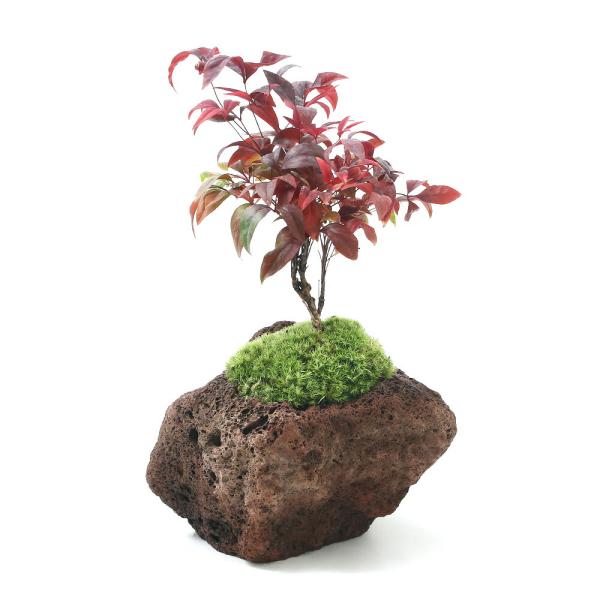 _gardening　ガーデニング　山野草　さんやそう　植物　植物生体　ガーデニング生体　育て方　育成方法　栽培方法　和物　盆栽　ぼんさい　苔盆栽　コケボンサイ　石鉢　溶岩石鉢　ヨウガンセキバチ　インテリア　園芸　初心者向け　植え込み品　作...