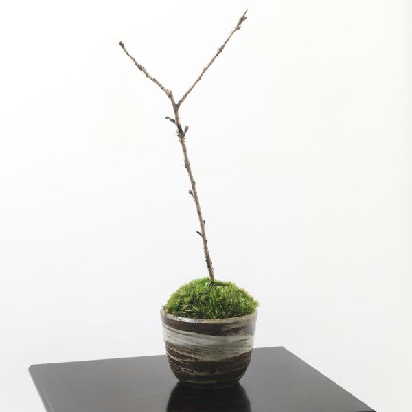 _gardening　_interior　ガーデニング　all_plants　花　苗　植物　植物生体　ガーデニング生体　育て方　育成方法　栽培方法　こけだま　こけ玉　苔玉　縁起木　縁起樹　盆栽　ボンサイ　苔盆栽　桜　さくら　富士桜　ふじざく...