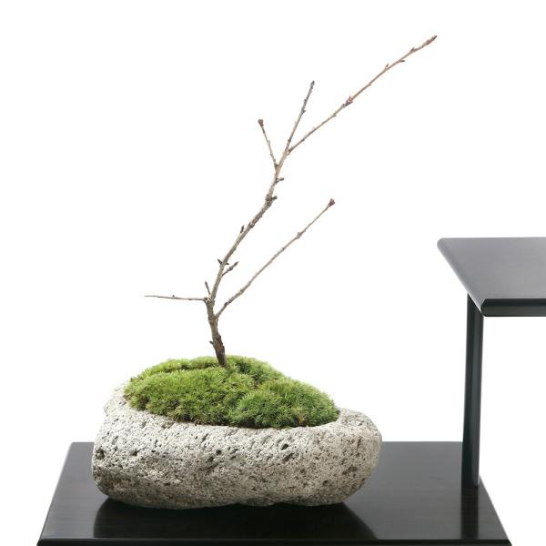 _gardening　_interior　ガーデニング　all_plants　花　苗　植物　植物生体　ガーデニング生体　育て方　育成方法　栽培方法　こけだま　こけ玉　苔玉　縁起木　縁起樹　盆栽　ボンサイ　苔盆栽　桜　さくら　富士桜　豆桜　マ...