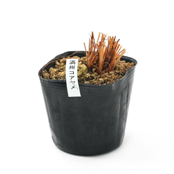 _gardening　ガーデニング　観葉　アヤメ　植物　植物生体　ガーデニング生体　育て方　育成方法　栽培方法　コアヤメ　アヤメ科　アヤメ属　多年草　アイリス　まんしゅうこあやめ　満州小菖蒲　満州コアヤメ　20210115　HF　2021z...