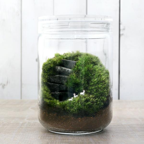 paludariumplants　パルダリウム　テラリウム　line2462terarium　koketera　コケシリーズ　terrarium　苔Ｔｅｒｒａシリーズ　テラリウムガラス　テラリウムキット　ガーデニング　観葉植物　苔テラリウム...