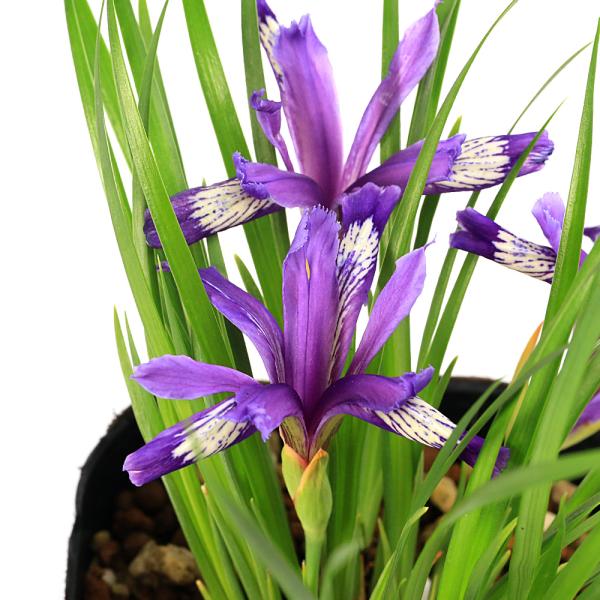 _gardening　ガーデニング　観葉　アヤメ　植物　植物生体　ガーデニング生体　育て方　育成方法　栽培方法　コアヤメ　アヤメ科　アヤメ属　多年草　アイリス　ロックガーデン　チベットコアヤメ　20210320　HF　2021zenki　y...