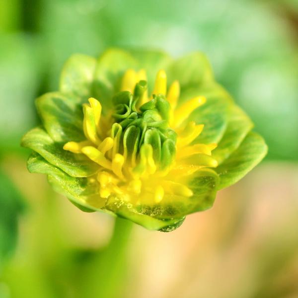 _gardening　ビオトープ　ガーデニング　水辺植物　その他水辺植物　all_plants　山野草　キンポウゲ　ラナンクルス　ラナンキュラス　ヒメリュウキンカ　Ｒａｎｕｎｃｕｌｕｓ　ｆｉｃａｒｉａ　育て方　育成方法　栽培方法　キンポウゲ...