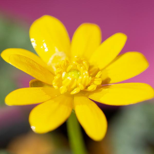 _gardening　ビオトープ　ガーデニング　水辺植物　その他水辺植物　all_plants　山野草　キンポウゲ　ラナンクルス　ラナンキュラス　ヒメリュウキンカ　Ｒａｎｕｎｃｕｌｕｓ　ｆｉｃａｒｉａ　育て方　育成方法　栽培方法　キンポウゲ...