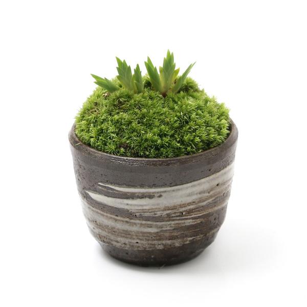 _gardening　コケ　苔　観葉植物　園芸　ガーデニング　植物　植物生体　ガーデニング生体　育て方　育成方法　栽培方法　盆栽　ボンサイ　コケボンサイ　苔盆栽　小菖蒲　コアヤメ　鉢植え　益子焼鉢　20210410　2021zenki　HF...