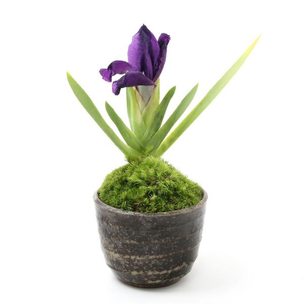 _gardening　コケ　苔　観葉植物　園芸　ガーデニング　植物　植物生体　ガーデニング生体　育て方　育成方法　栽培方法　盆栽　ボンサイ　コケボンサイ　苔盆栽　小菖蒲　コアヤメ　鉢植え　益子焼鉢　20210410　2021zenki　HF...