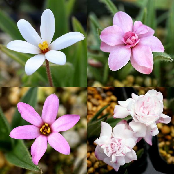 _gardening　ガーデニング　花　苗　アッツザクラ　Ｒｈｏｄｏｈｙｐｏｘｉｓ　ｂａｕｒｉｉ　ロードヒポキシス　アッツ桜　育て方　育成方法　栽培方法　コキンバイザサ科　ロードヒポキシス属　品種　2021kouki　y21m06　2021...