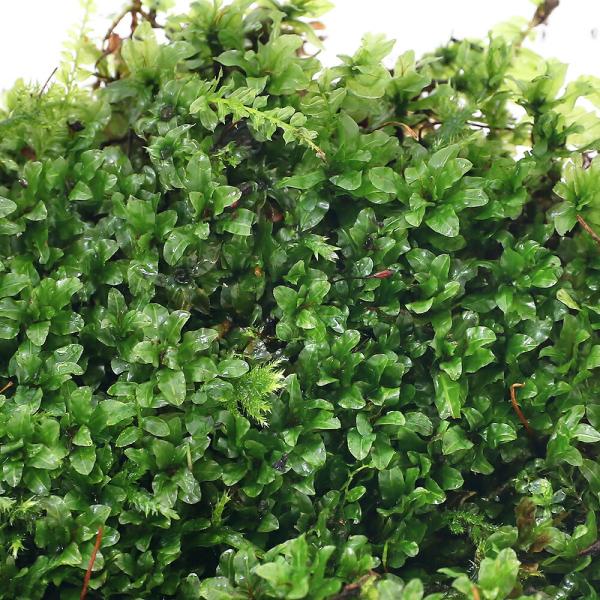 paludariumplants　パルダリウム　テラリウム　PF_SPQ　line2462terarium　コケ　苔　植物　植物生体　ガーデニング生体　アクアテラリウム　ビバリウム　育て方　育成方法　栽培方法　観葉植物　オオバチョウチンゴケ...