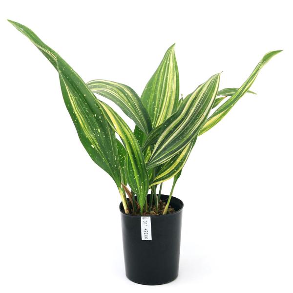 kotenplant　_gardening　ガーデニング　山野草　キジカクシ科　ハラン属　はらん　バラン　苗　育て方　育成方法　栽培方法　葉蘭　馬蘭　Ａｓｐｉｄｉｓｔｒａ　ｅｌａｔｉｏｒ　草木育種　草木六部耕種法　人造バラン　2022kou...