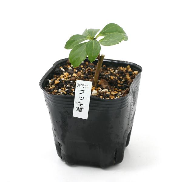 _gardening　ガーデニング　山野草　Ｐｓｃｈｙｓａｎｄｒａ　ｔｅｒｍｉｎａｌｉｓ　植物　植物生体　ガーデニング生体　育て方　育成方法　栽培方法　富貴草　フッキソウ　フウキソウ　トウダイグサ目　ツゲ科　フッキソウ属　吉祥草　吉日草　2...