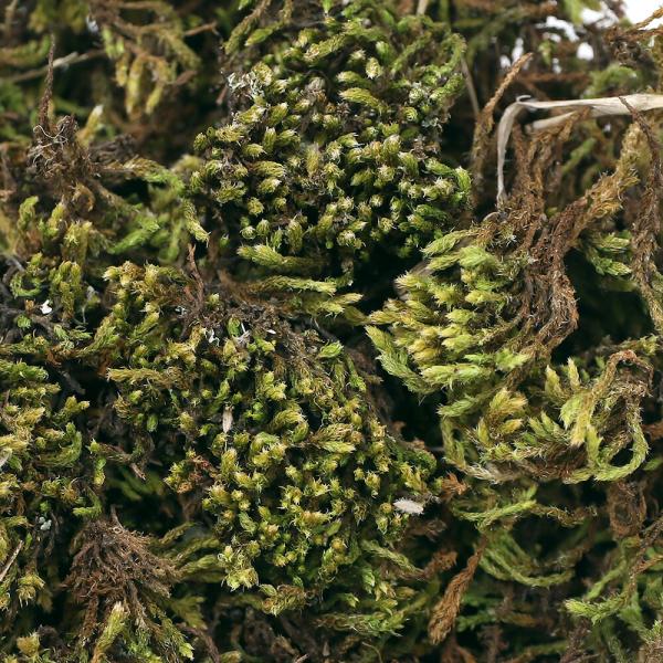 paludariumplants　パルダリウム　テラリウム　PF_SPQ　line2462terarium　_kame　_gardening　コケシリーズ　ガーデニング　観葉植物　苔　all_plants　両爬向き植物　盆栽　ビバリウム　ア...