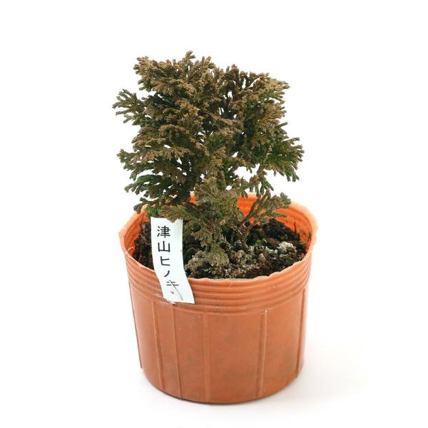 _gardening　ガーデニング　山野草　植物　植物生体　ガーデニング生体　育て方　育成方法　ひのき　檜　盆栽　ぼんさい　盆栽苗　樹木苗　針葉樹　木の苗　Ｃｈａｍａｅｃｙｐａｒｉａ　ｏｂｔｕｕｓａ　ヒノキ科　ヒノキ属　松柏　松柏盆栽　津山...