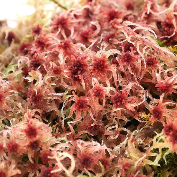 paludariumplants　パルダリウム　テラリウム　PF_SPQ　line2462terarium　_gardening　コケシリーズ　ガーデニング　こけ　苔　all_plants　両爬向き植物　盆栽　ビバリウム　アクアテラリウム　...