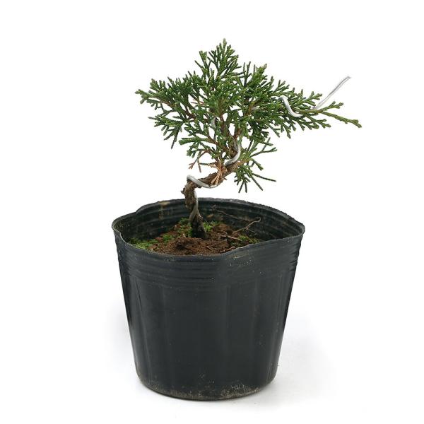 gardening　ガーデニング　山野草　縁起樹　縁起木　観葉植物　植物　植物生体　盆栽　盆栽苗　小品盆栽　松柏　松柏盆栽　針葉樹　常緑針葉樹　高木　常緑高木　庭木　樹木苗　育て方　育成方法　栽培方法　ボンサイ　ヒノキ科　ビャクシン属　ネズ...