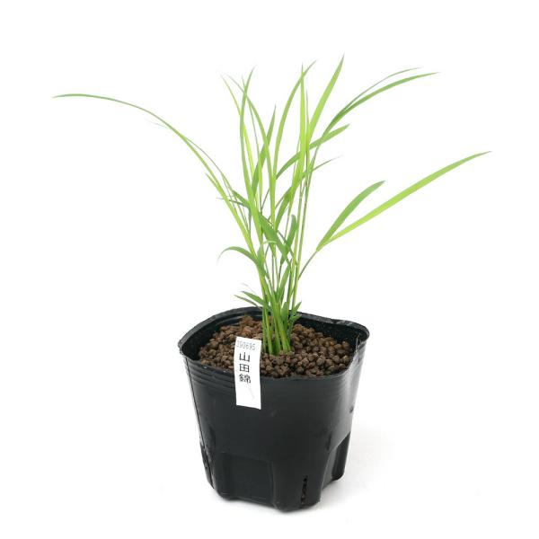 _gardening　ガーデニング　稲　イネ　コメ　米　お米　イネ苗　イネトープ　ビオトープ　稲作　育て方　育成方法　栽培方法　水辺植物　苗　イネ科　イネ属　ライス　自由研究　観察　お米の苗　米苗　酒造好適米　酒造米　山田錦　五百万石　やま...