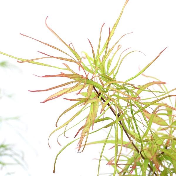_gardening　観葉植物　苗　鉢植え　ポット　ガーデニング生体　育て方　育成方法　栽培方法　管理方法　植物　植物生体　植木　種類　剪定　園芸　山野草　樹木苗　モミジ　紅葉　苗木　カエデ　楓　盆栽　もみじの木　品種系モミジ　品種　カエデ...