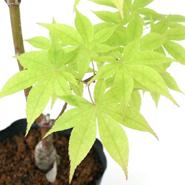 _gardening　観葉植物　苗　鉢植え　ポット　ガーデニング生体　育て方　育成方法　栽培方法　管理方法　植物　植物生体　植木　種類　剪定　園芸　山野草　樹木苗　モミジ　紅葉　苗木　カエデ　楓　盆栽　もみじの木　品種系モミジ　品種　カエデ...