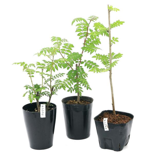 _gardening　ガーデニング　花　苗　植木シリーズ　薬味　香辛料　サンショウ　山椒　房椒　成椒　山菜　Ｚａｎｔｈｏｘｙｌｕｍ　ｐｉｐｅｒｉｔｕｍ　栽培　育成　育て方　育成方法　栽培方法　家庭菜園　苗木　ミカン科　サンショウ属　蝶　食草...
