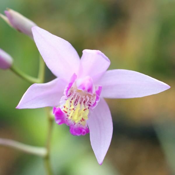 _gardening　ガーデニング　山野草　球根　紫蘭　しらん　育て方　育成方法　栽培方法　育成　栽培　花　苗　青花シラン　青花紫蘭　ラン科　シラン属　Ｂｌｅｔｉｌｌａ　ｓｔｒｉａｔａ　品種　桃花シラン　モモバナ　モモハナ　桃花　桃花紫蘭　...