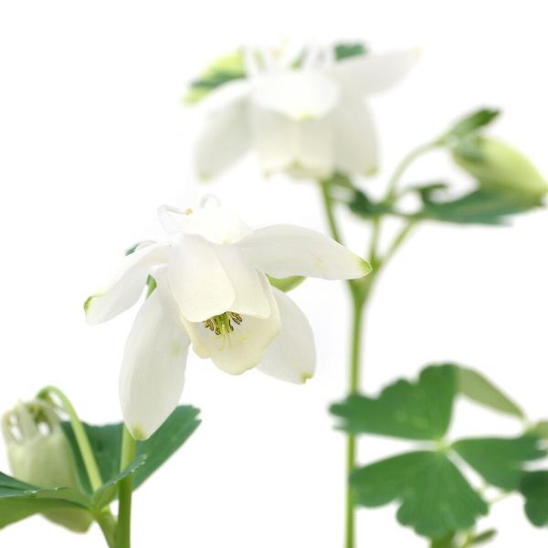 _gardening　ガーデニング　山野草　キンポウゲ　ミヤマオダマキ　Ａｑｕｉｌｅｇｉａ　ｆｌａｂｅｌｌａｔａ　ｖａｒ．　ｐｕｍｉｌａ　植物　植物生体　ガーデニング生体　育て方　育成方法　栽培方法　y22m04　2022zenki　202...