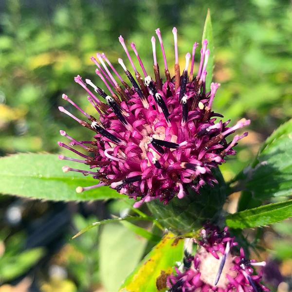_gardening　ガーデニング　山野草　雄山火口　ヤマゴボウ　Ａｔｒａｃｔｙｌｏｄｅｓ　ｏｖａｔａ　植物　植物生体　ガーデニング生体　育て方　育成方法　栽培方法　山菜　キク科　オケラ属　赤花朮　アカハナオケラ　百朮　ビャクジュツ　盆栽　...