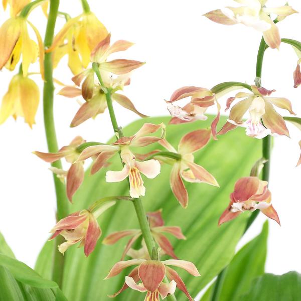 kotenplant　_gardening　ガーデニング　山野草　花物　花物盆栽　植物　植物生体　ガーデニング生体　育て方　育成方法　特徴　栽培方法　古典園芸　花色　エビネ　海老根蘭　エビネ蘭　地生蘭　地生ラン　キエビネ　ジエビネ　黄エビネ...