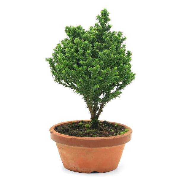 _gardening　ガーデニング　山野草　植物　植物生体　ガーデニング生体　育て方　育成方法　盆栽　ぼんさい　盆栽苗　樹木苗　針葉樹　木の苗　Ｃｒｙｐｔｏｍｅｒｉａ　ｊａｐｏｎｉｃａ　ヒノキ科　スギ属　松柏　杉盆栽　杉　すぎ　2022ko...
