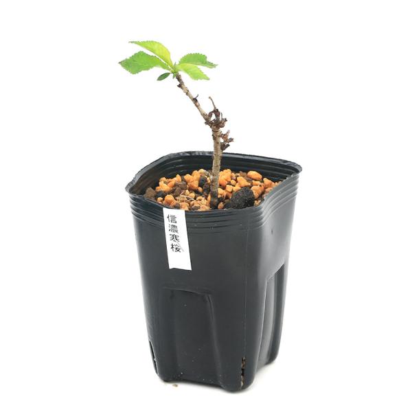 kotenplant　_gardening　ガーデニング　山野草　植物　植物生体　ガーデニング生体　育て方　育成方法　栽培方法　サクラ　桜　山桜　大島桜　オオシマザクラ　ヒカンザクラ　緋寒桜　Prunus　incisa　バラ科　サクラ属　信...