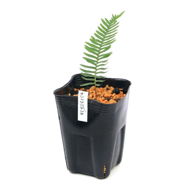 paludariumplants　パルダリウム　テラリウム　ガーデニング　山野草　観葉植物　ビバリウム　アクアテラリウム　着生シダ　鉢植え　_gardening　greepla10bai1406　育て方　育成方法　栽培方法　イワデンダ　デン...