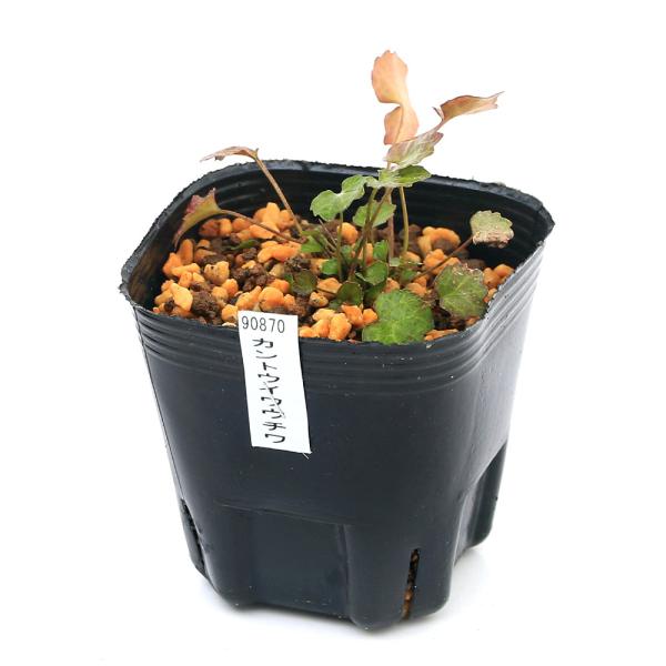 _gardening　ガーデニング　山野草植物　植物生体　ガーデニング生体　育て方　育成方法　栽培方法　イワウチワ　ヒメイワウチワ　カントウイワウチワ　カントオイワウチワ　コイワウチワ　子岩団扇　小岩団扇　関東岩団扇　姫岩団扇　202301...