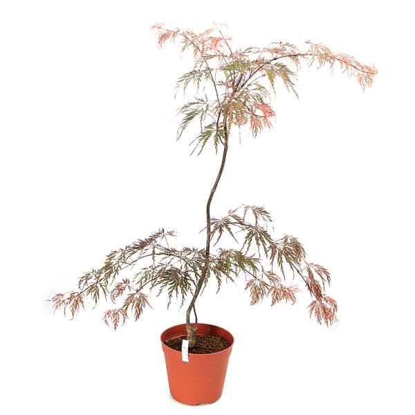 _gardening　観葉植物　苗　鉢植え　ポット　ガーデニング生体　育て方　育成方法　栽培方法　管理方法　植物　植物生体　植木　種類　剪定　園芸　山野草　樹木苗　モミジ　紅葉　苗木　カエデ　楓　盆栽　もみじの木　品種系モミジ　品種　カエデ...
