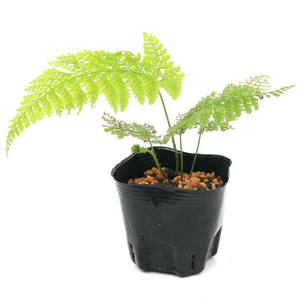 paludariumplants　パルダリウム　テラリウム　_kame　_gardening　観葉植物　園芸　ガーデニング　ビバリウム　アクアテラリウム　水草　シダ　育て方　育成方法　栽培方法　オシダ科　カナワラビ属　常緑性　多年性　多年草...