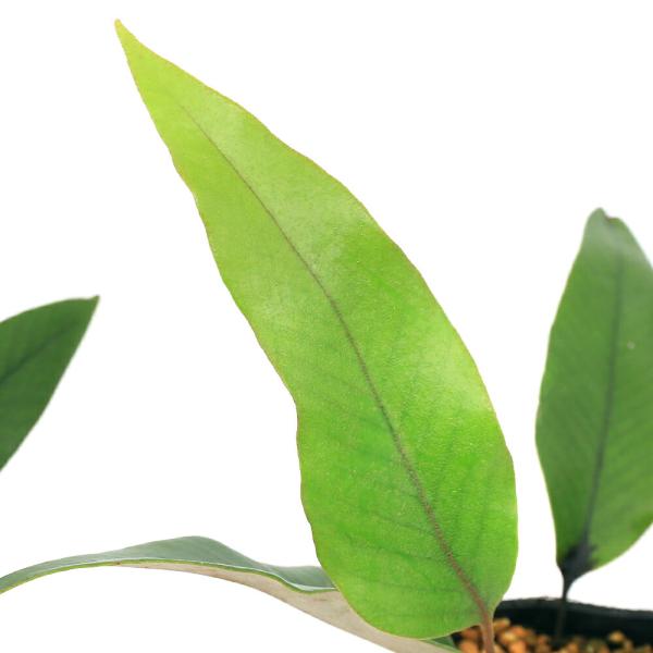 _gardening　観葉植物　園芸　ガーデニング　ビバリウム　テラリウム　パルダリウム　育て方　育成方法　栽培方法　草花盆栽　和盆栽　多年性　多年草　羊歯植物　シダ植物　シダ　ゼンマイ　薇　品種　種類　ウラボシ科　ヒトツバ属　Ｐｙｒｒｏｓ...