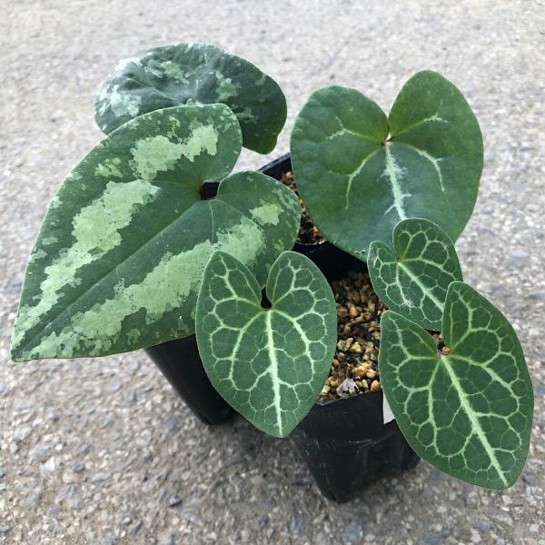 kotenplant　_gardening　ガーデニング　山野草　３号　Ａｓａｒｕｍ　ｋｏｏｙａｎａ　ｖａｒ．　ｎｉｐｐｏｎｉｃａ　ｎｉｐｐｏｎｉｃｕｍ　ウマノスズクサ　20170426　ＭＳ　育て方　育成方法　栽培方法　bnr_hrgmg...