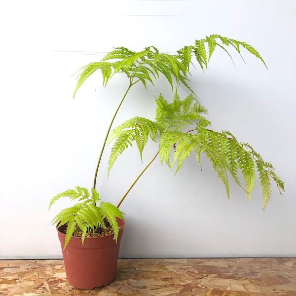 _kame　_gardening　観葉植物　園芸　ガーデニング　ビバリウム　アクアテラリウム　パルダリウム　水草　シダ　育て方　育成方法　栽培方法　キジノオシダ科　キジノオシダ属　常緑性　多年性　多年草　羊歯植物　シダ植物　ナチシダ　那知羊...