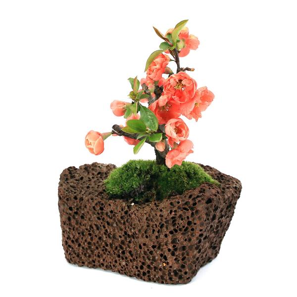 _gardening　_interior　ガーデニング　all_plants　花　苗　植物　植物生体　ガーデニング生体　育て方　育成方法　栽培方法　こけだま　こけ玉　苔玉　縁起木　縁起樹　盆栽　ボンサイ　苔盆栽　梅　木瓜　ボケ　長寿梅　um...