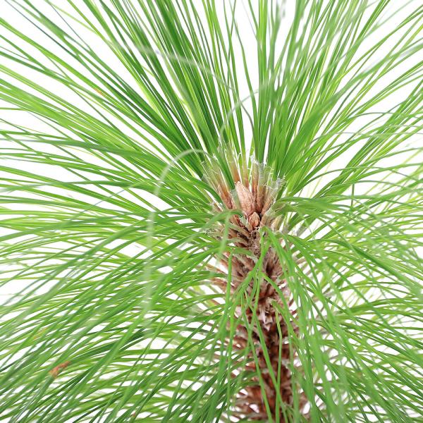 _gardening　ガーデニング　山野草　松　まつ　ダイオウショウ　ダイオウマツ　大王松　Ｐｉｎｕｓ　ｐａｌｕｓｔｒｉｓ　育て方　育成方法　栽培方法　お正月　縁起木　縁起樹　盆栽　ドライガーデン　ロックガーデン　20230717　ｙ23ｍ...