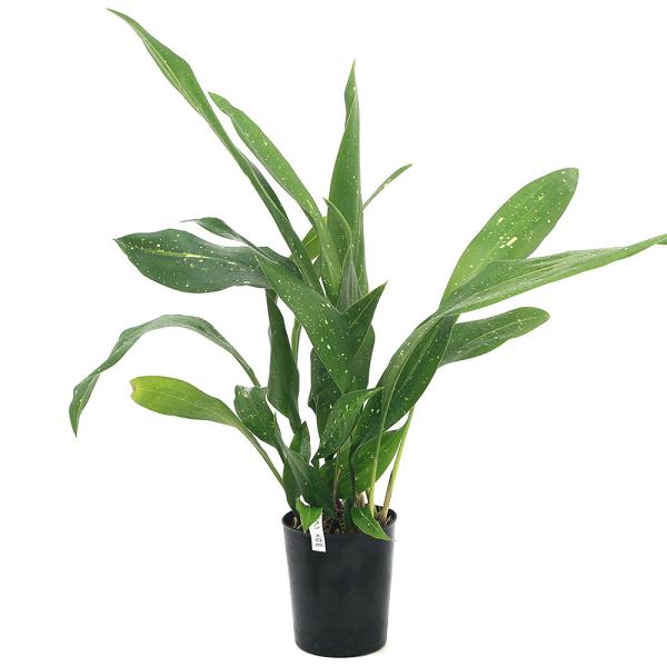 kotenplant　_gardening　ガーデニング　山野草　キジカクシ科　ハラン属　はらん　バラン　ハラン　苗　育て方　育成方法　栽培方法　葉蘭　馬蘭　Ａｓｐｉｄｉｓｔｒａ　ｅｌａｔｉｏｒ　草木育種　草木六部耕種法　人造バラン　品種葉...