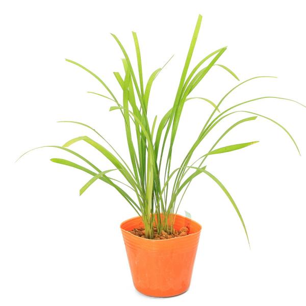 （観葉植物）　観葉植物　_kame　_hachu　_gardening　ガーデニング　山野草　苗　ヤブラン　藪蘭　リリオペ　Ｌｉｒｉｏｐｅ　ｍｕｓｃａｒｉ　サマームスカリ　グランドカバー　植物　植物生体　ガーデニング生体　ビバリウム　アクア...