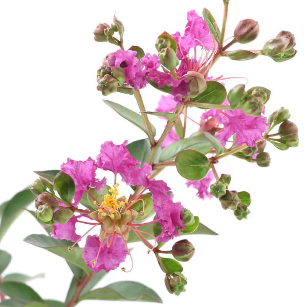 観葉植物　ガーデニング　山野草　庭木　盆栽　園芸　樹木　Lagerstroemia　indica　ラジェルストレーミアチカソー　ヒャクジツコウ　百日紅　猿滑　紫薇　ミソハギ科サルスベリ属　落葉中高木　中国　クレープ・マートル　Crape　m...