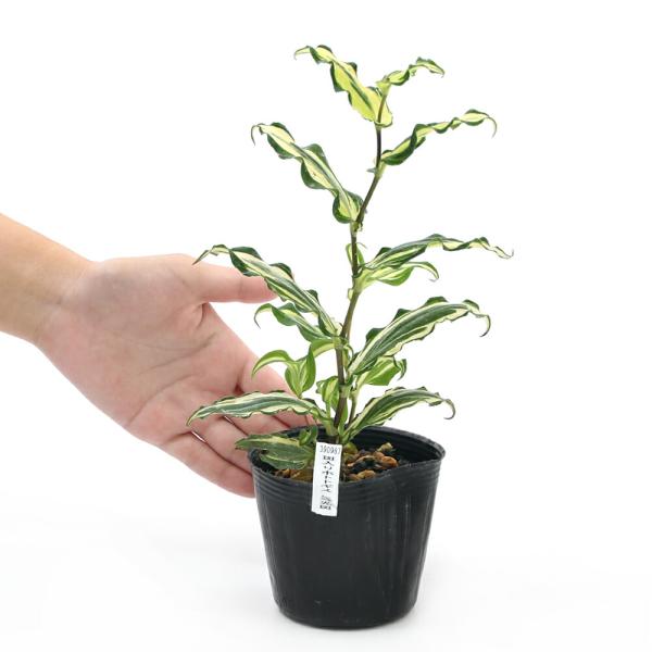 ガーデニング　山野草　ほととぎす　Ｔｒｙｃｙｒｔｉｓ　ｈｉｒｔａ　ｖａｒ．ａｌｂｅｓｃｅｎｓ　野草　秋　ほととぎすシリーズ　夏植物　鉢植え　育て方　育成方法　栽培方法　杜鵑　三光斑　３光斑