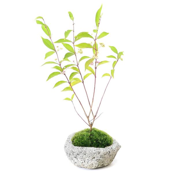 _gardening　ガーデニング　山野草　寄せ植え　苔盆栽　抗火石鉢植え　山野草おまかせ　20230903　MK　y23m09　2023kouki　インテリア　盆栽／和モダン　インテリア・雑貨　グリーン　盆栽　fk_bonsai　観葉　j...