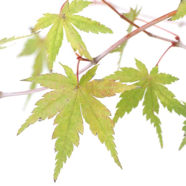 kotenplant　_gardening　観葉植物　苗　鉢植え　ポット　ガーデニング生体　育て方　育成方法　栽培方法　管理方法　植物　植物生体　植木　種類　剪定　園芸　山野草　モミジ　紅葉　椛　イロハモミジ　色葉もみじ　苗木　カエデ　楓　...